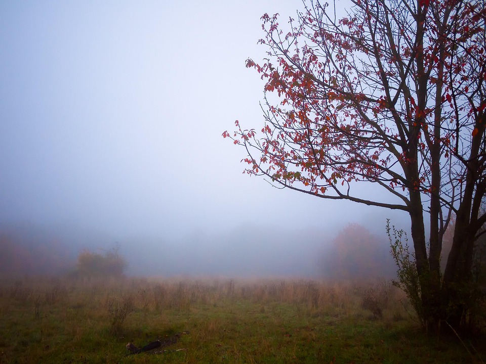 Tree Fall Fog Golden - Free photo on Pixabay - Pixabay