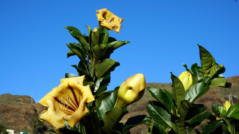 Fleurs Plantes Les Îles Canaries - Photo gratuite sur Pixabay