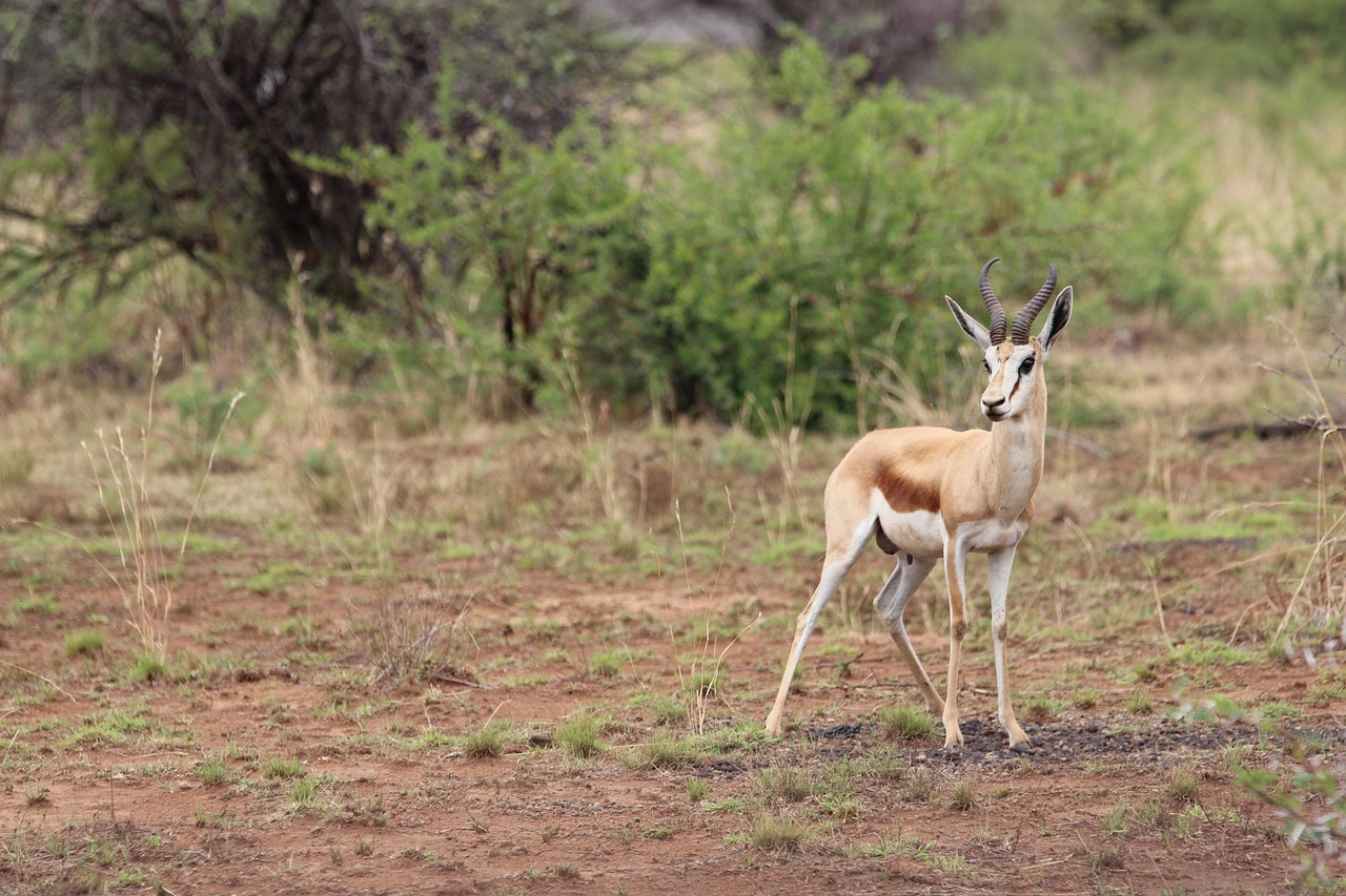 100+ Free Springbok & Gazelle Images - Pixabay