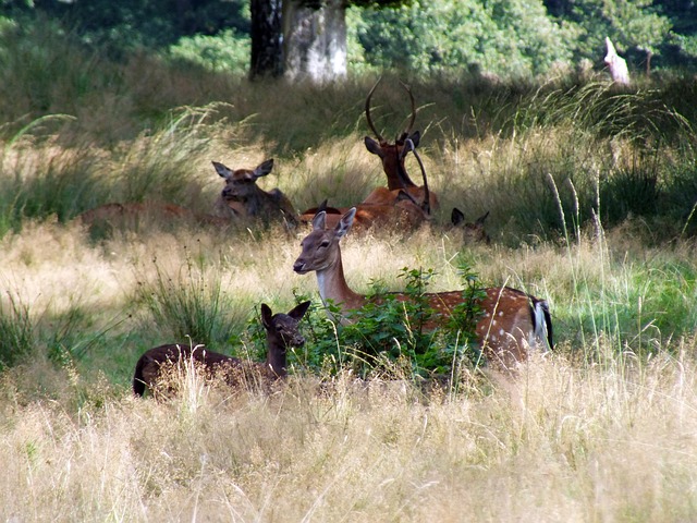 Fallow Late Summer Forest - Free photo on Pixabay