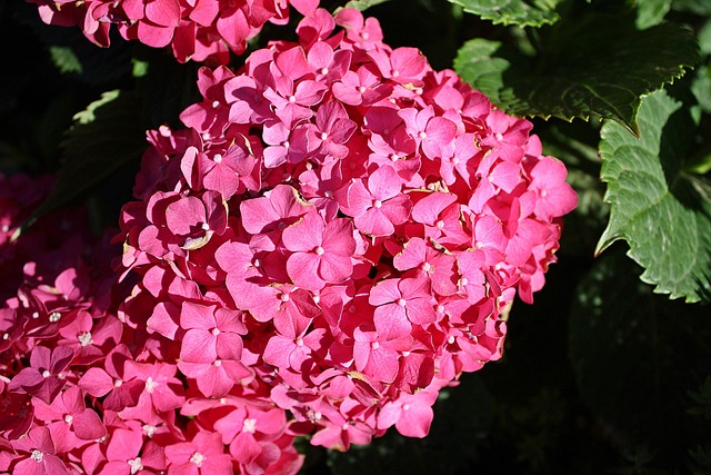 Hortensie Gartenblume Eine - Kostenloses Foto auf Pixabay