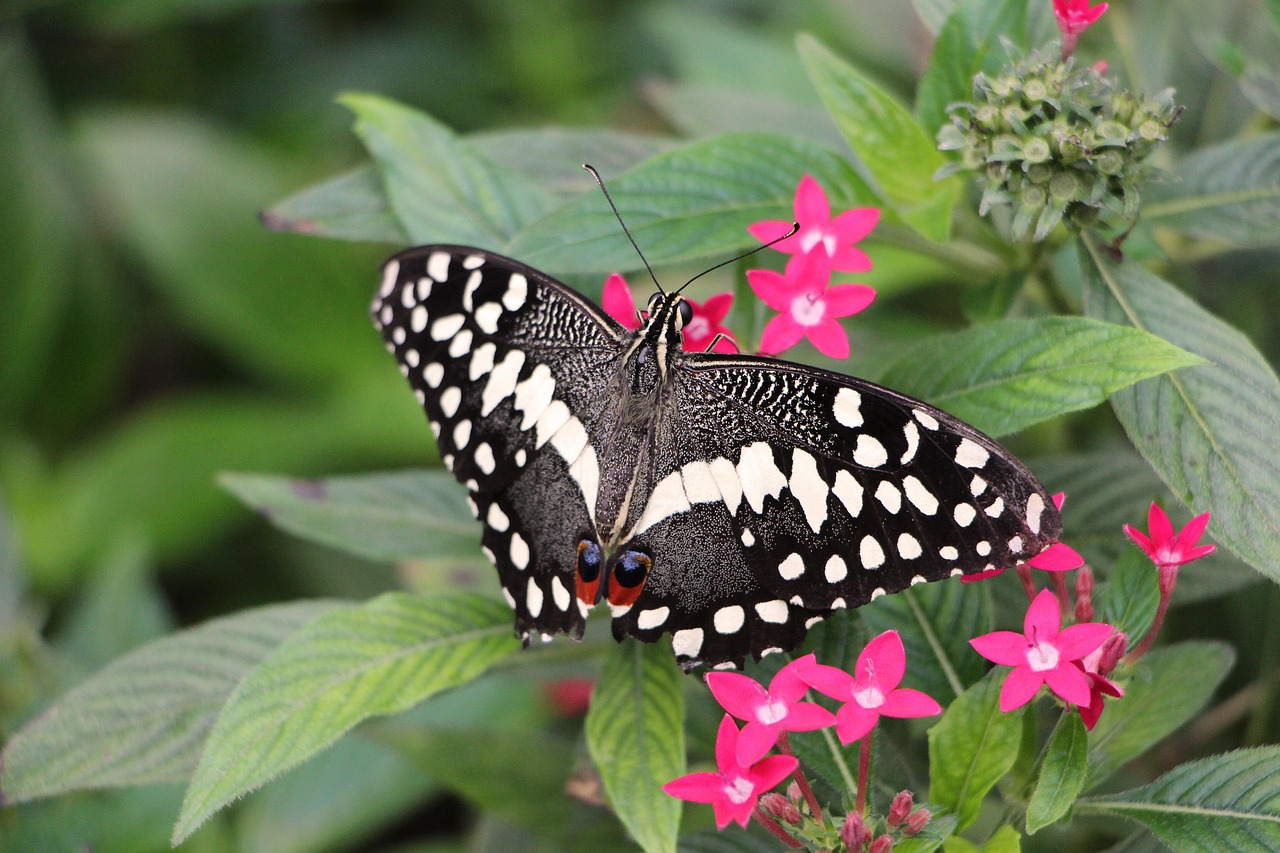 Mariposa Lepidópteros Insecto - Foto gratis en Pixabay - Pixabay