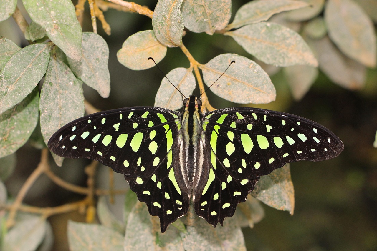 20,000+ Free Butterfly & Nature Photos - Pixabay