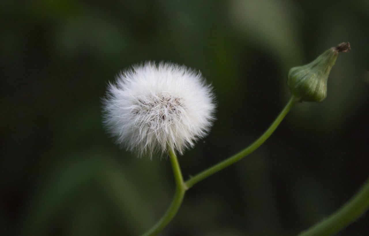Explore 241+ Free Dandelion Illustrations: Download Now - Pixabay