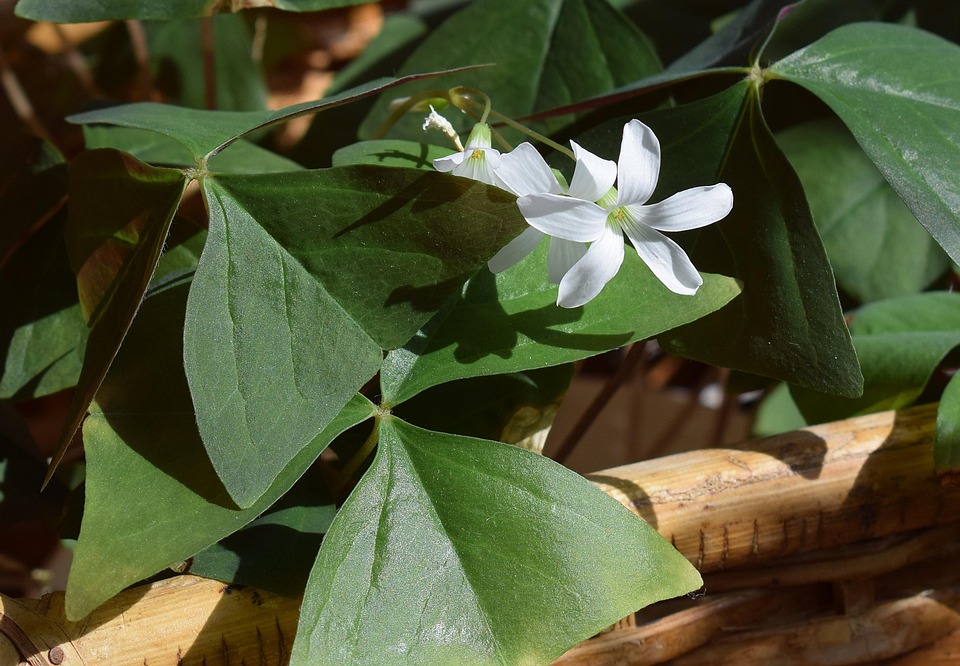 Shamrock Flowers Plant - Free photo on Pixabay - Pixabay
