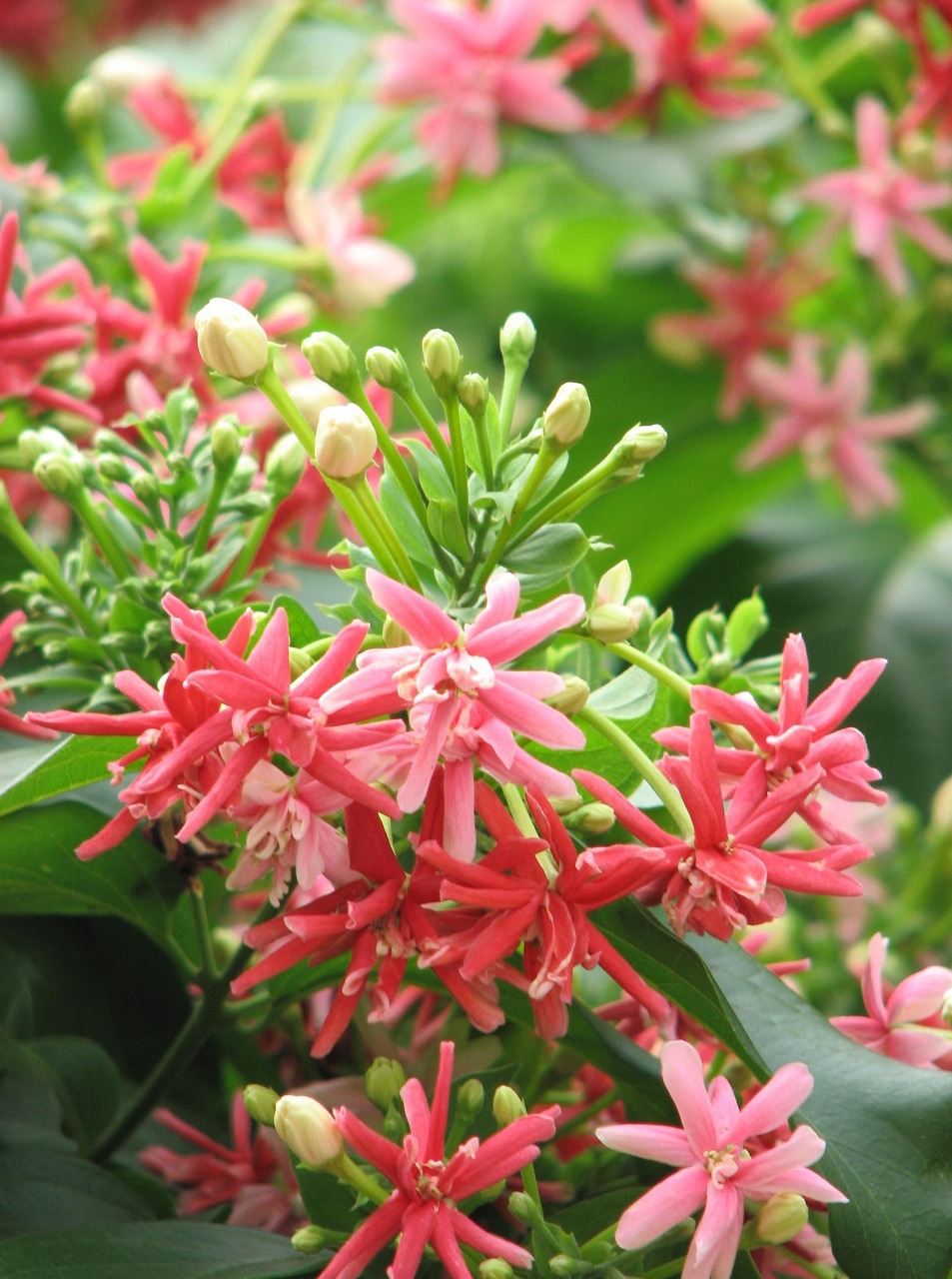 Flower Lady Finger Nails Plants - Free photo on Pixabay