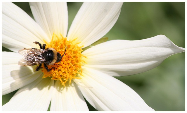 6,000+ Free Honey & Bee Images - Pixabay
