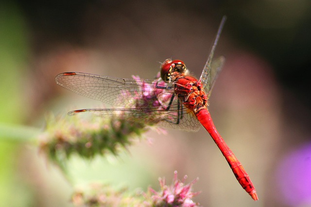 Flower Dragonfly Spring - Free photo on Pixabay - Pixabay