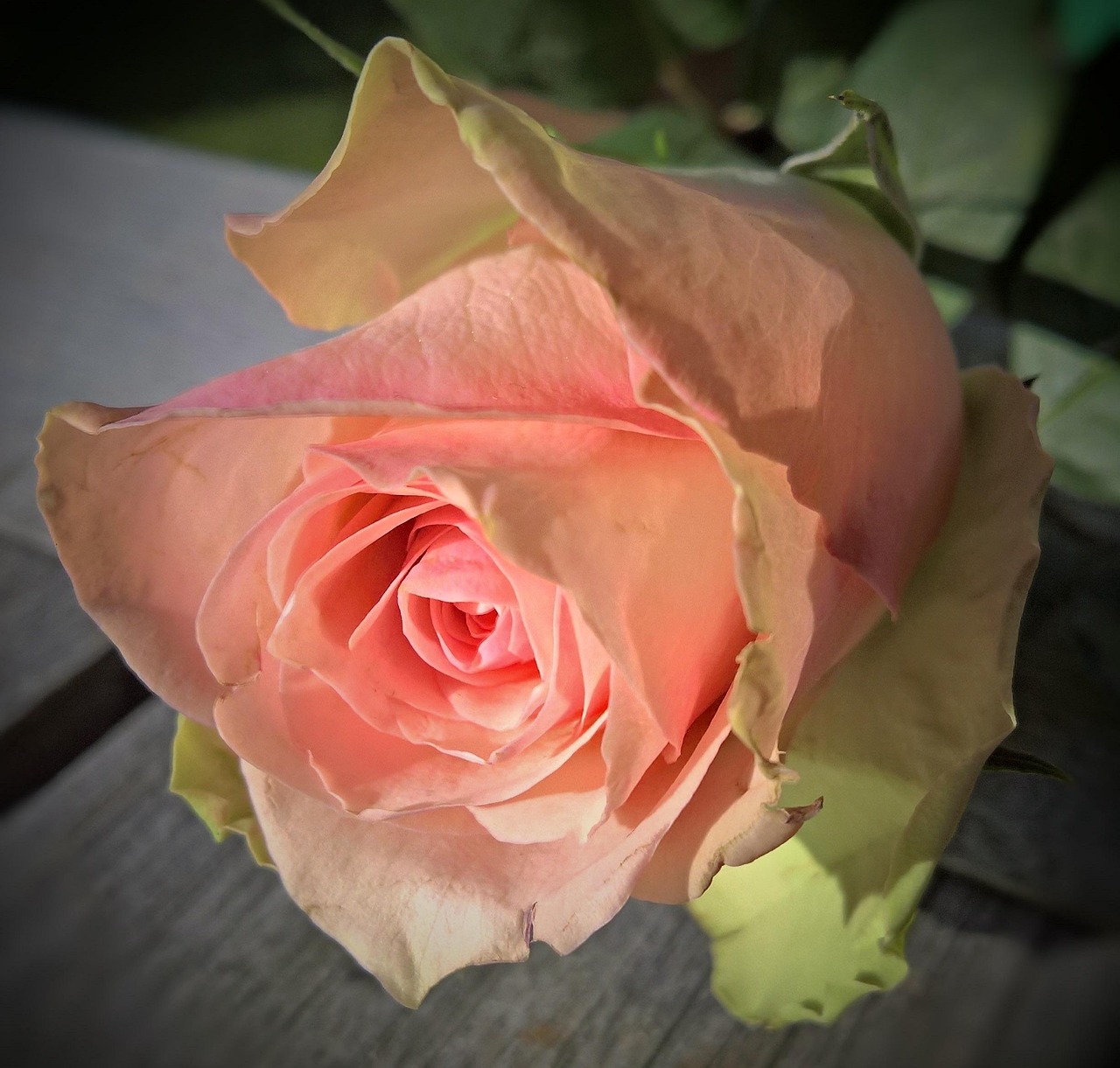 400+ Free Single Rose & Rose Images - Pixabay