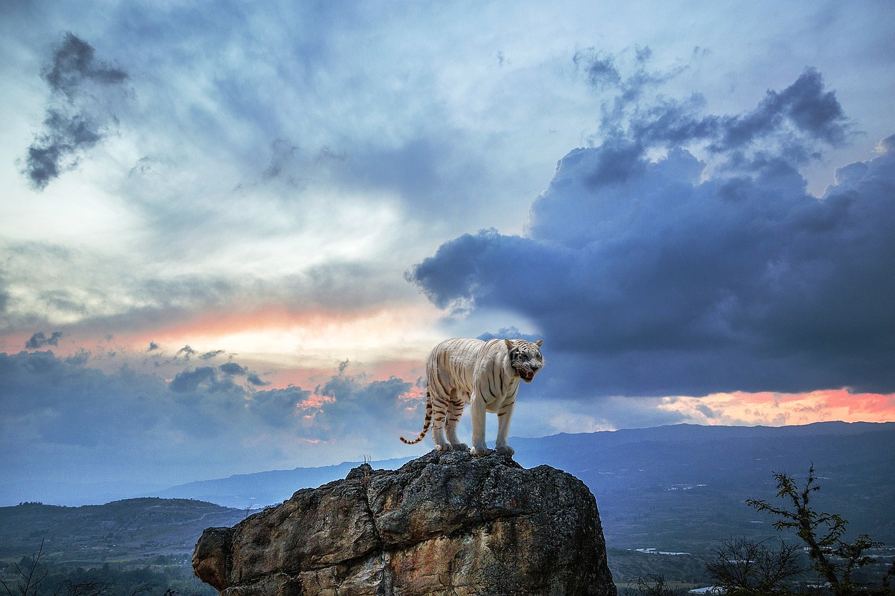 White Tiger Rock High Mountain - Free photo on Pixabay