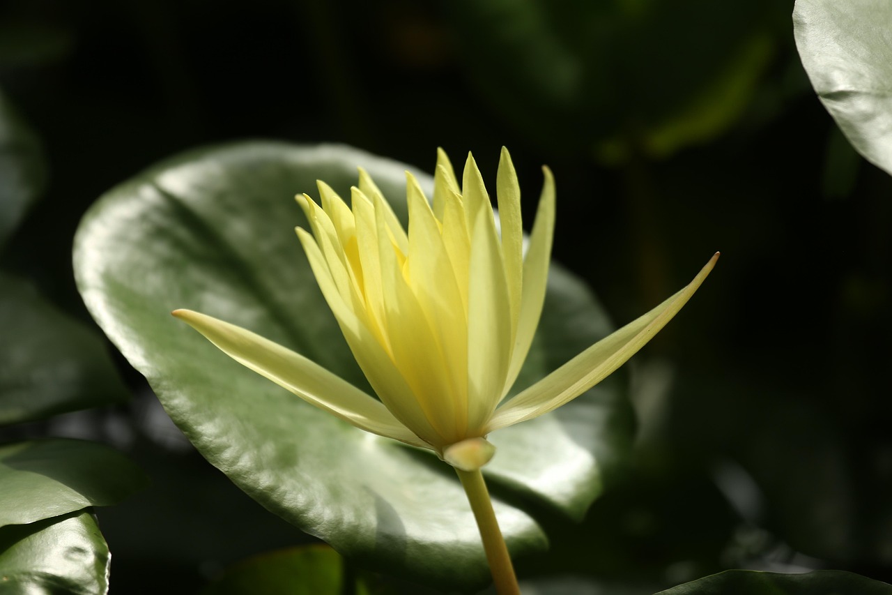 Lily Air Tanaman Debu - Foto gratis di Pixabay - Pixabay