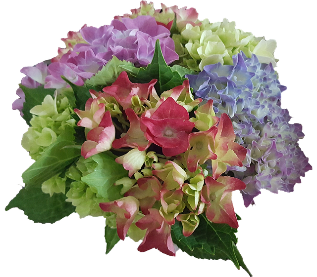 Hydrangea Flowers Garden Plant · Free image on Pixabay