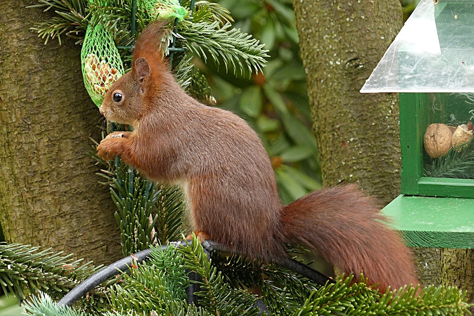 Animal Écureuil Sciurus Major - Photo gratuite sur Pixabay