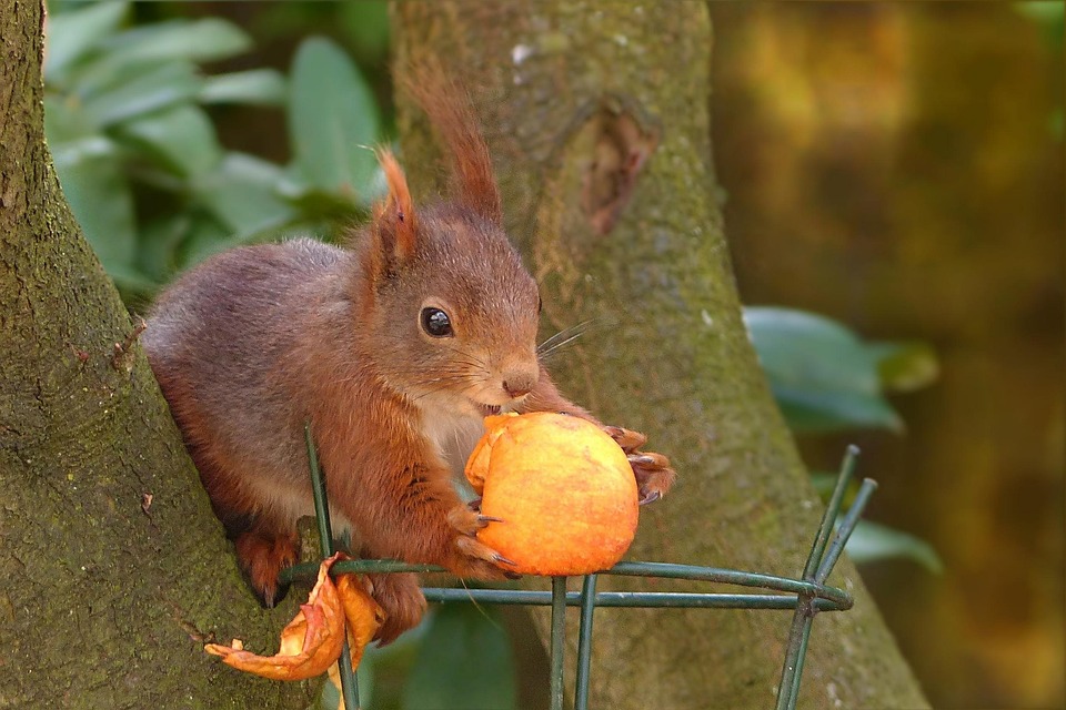 Animal Squirrel Sciurus Major - Free photo on Pixabay - Pixabay