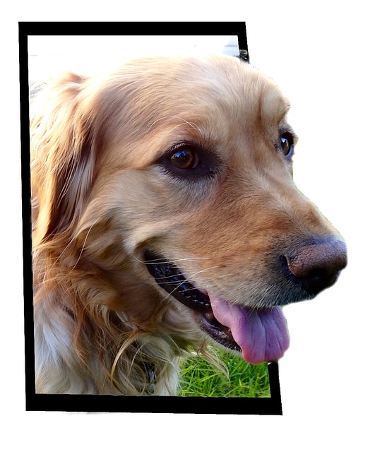 Hund Kopf - Kostenloses Bild auf Pixabay - Pixabay