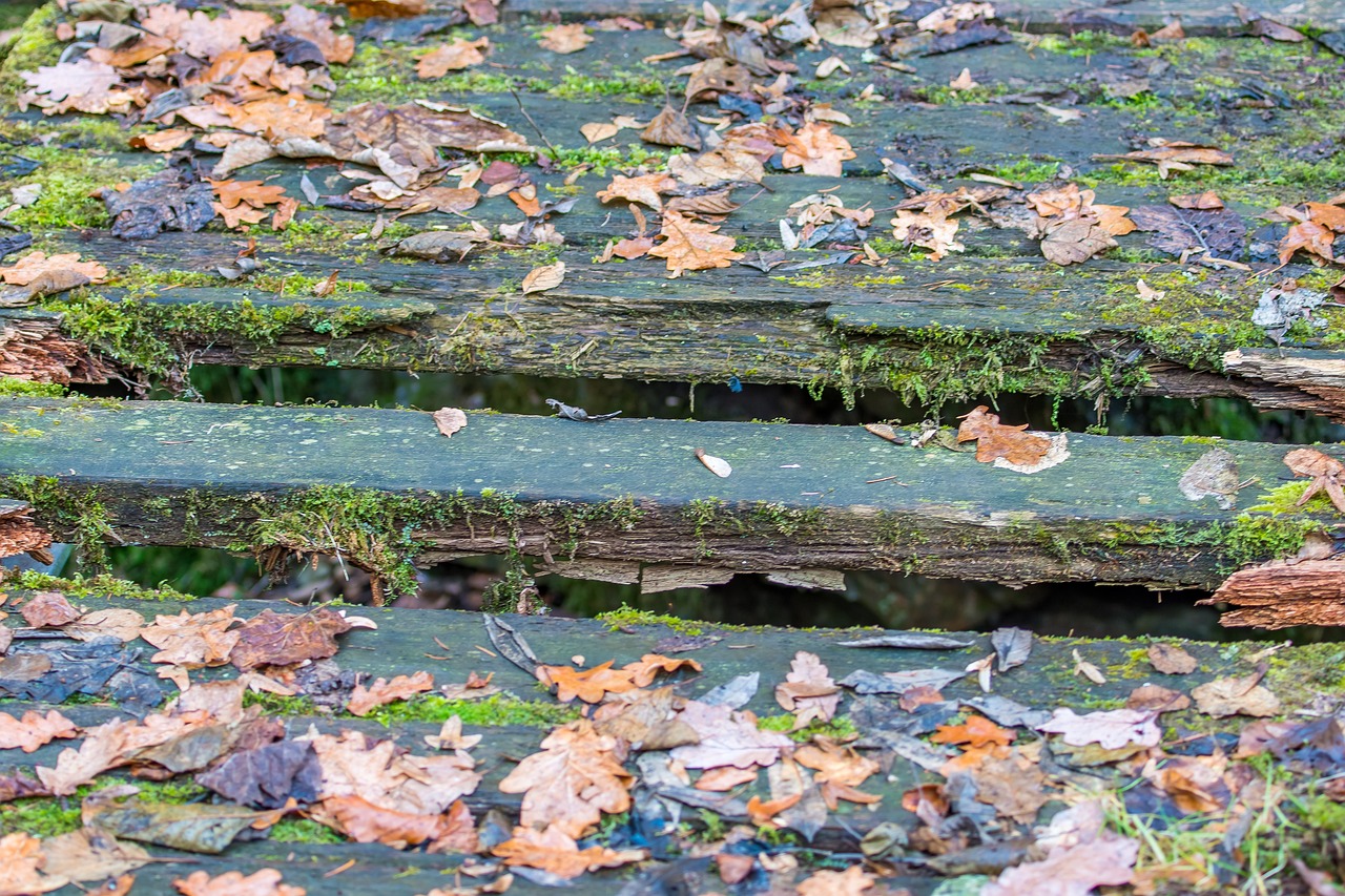Otoño Sale De Suelo Del Bosque - Foto gratis en Pixabay - Pixabay