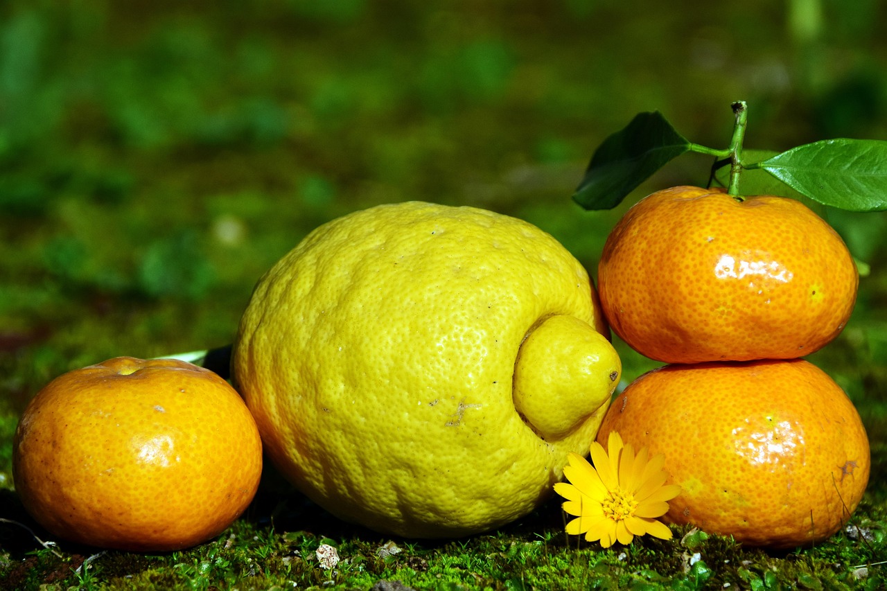 Buah Sitrus Lemon Jeruk Keprok - Foto gratis di Pixabay