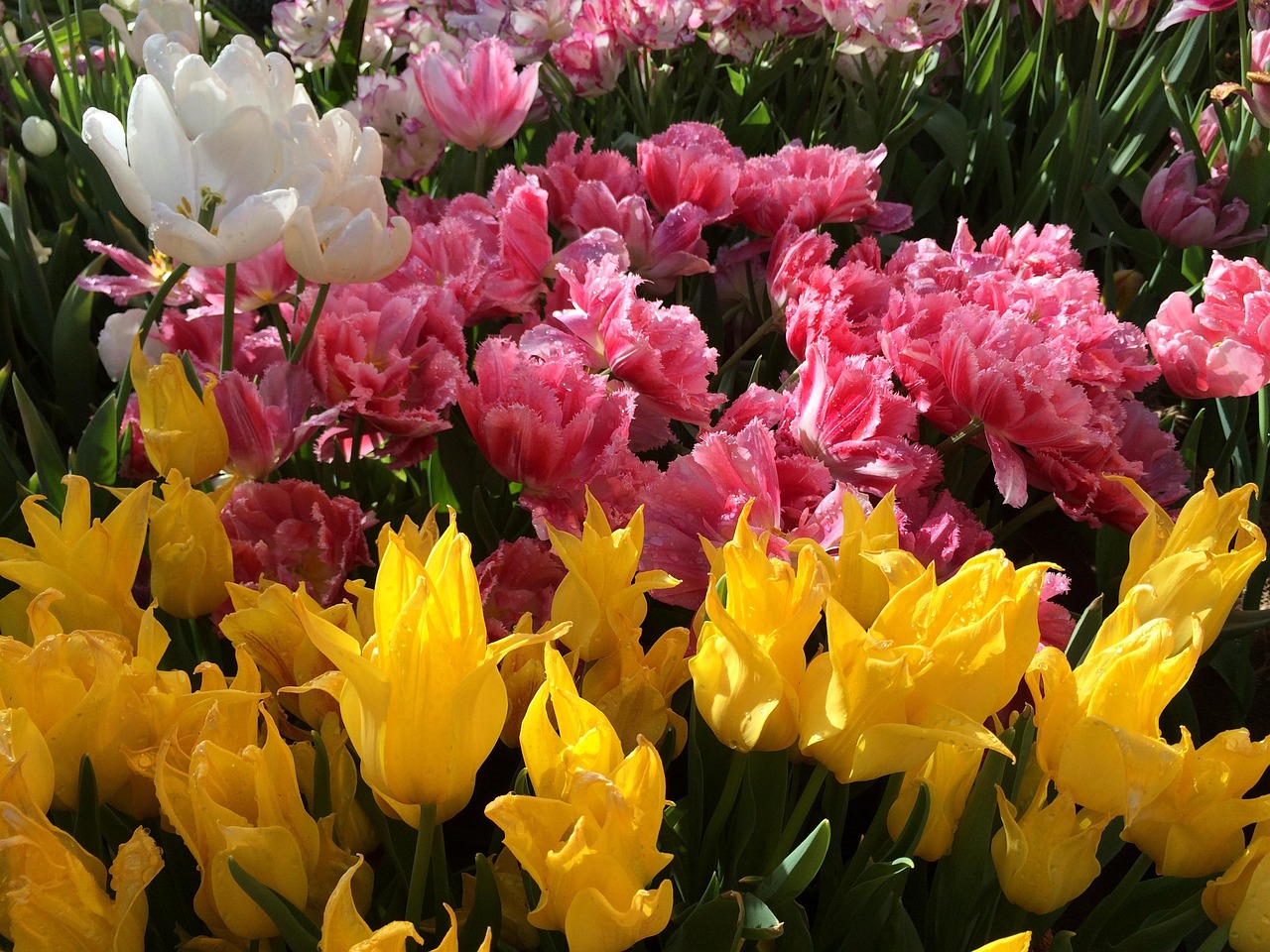 Spring Tulips Flower Terry - Free photo on Pixabay - Pixabay