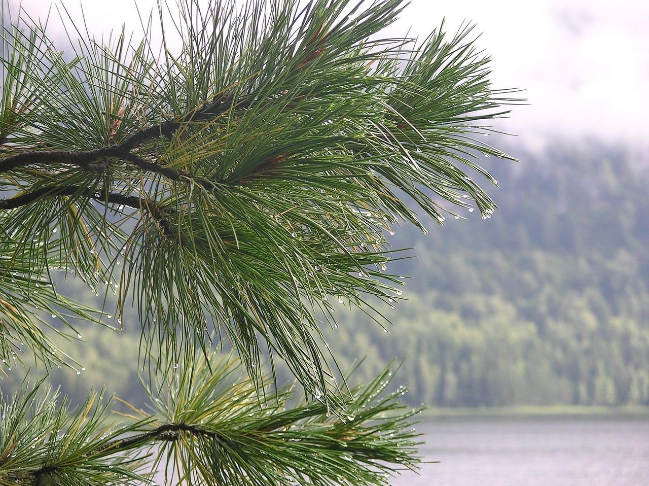 Nach Dem Regen Die Natur Auf - Kostenloses Foto auf Pixabay - Pixabay