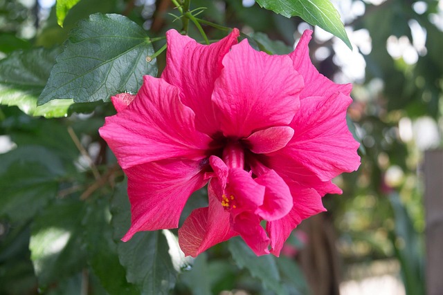 Fleur Rouge - Photo gratuite sur Pixabay - Pixabay