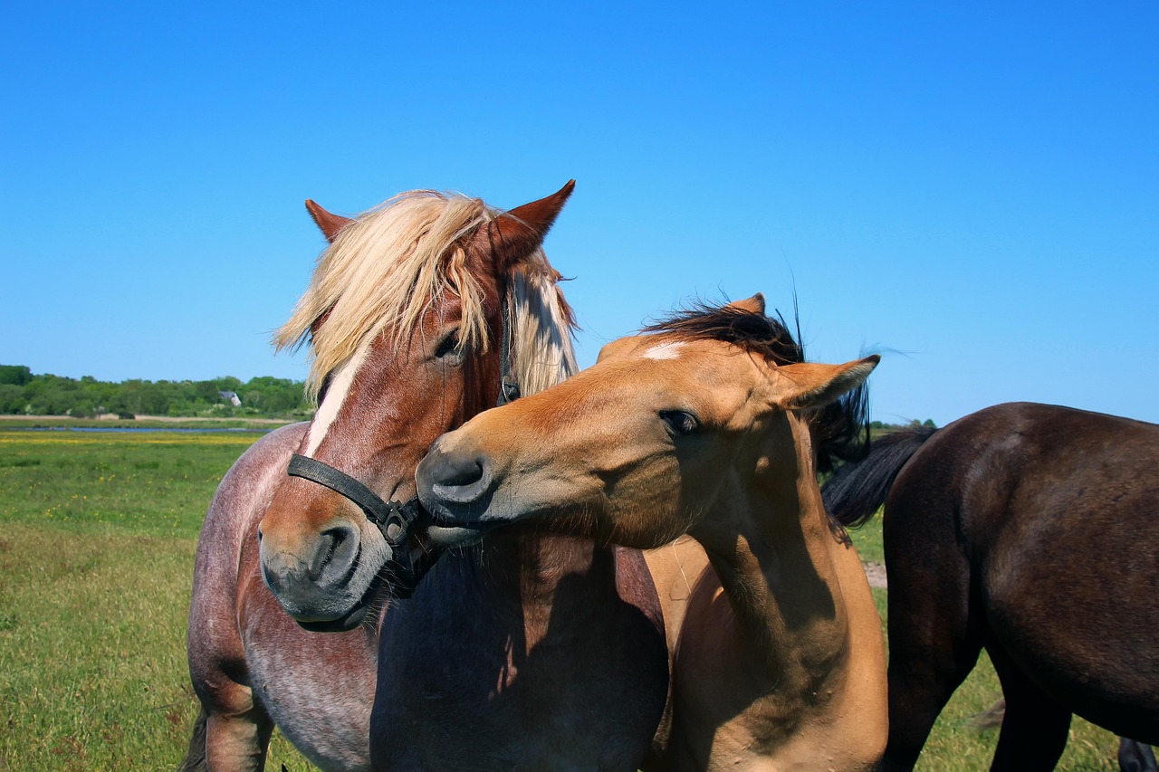 Les Chevaux La Nature Paysage - Photo gratuite sur Pixabay - Pixabay