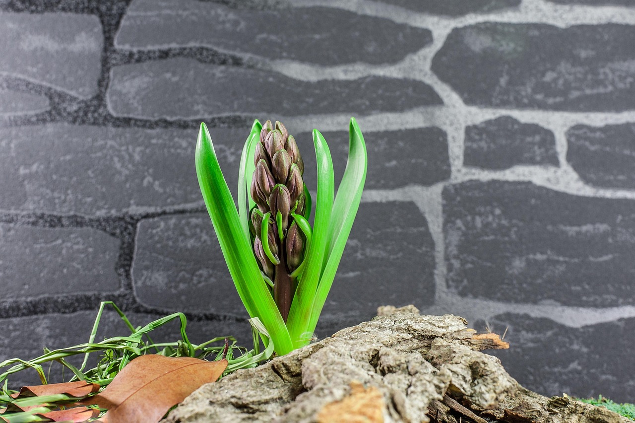 Early Bloomer Hyacinth Blossom - Free photo on Pixabay - Pixabay