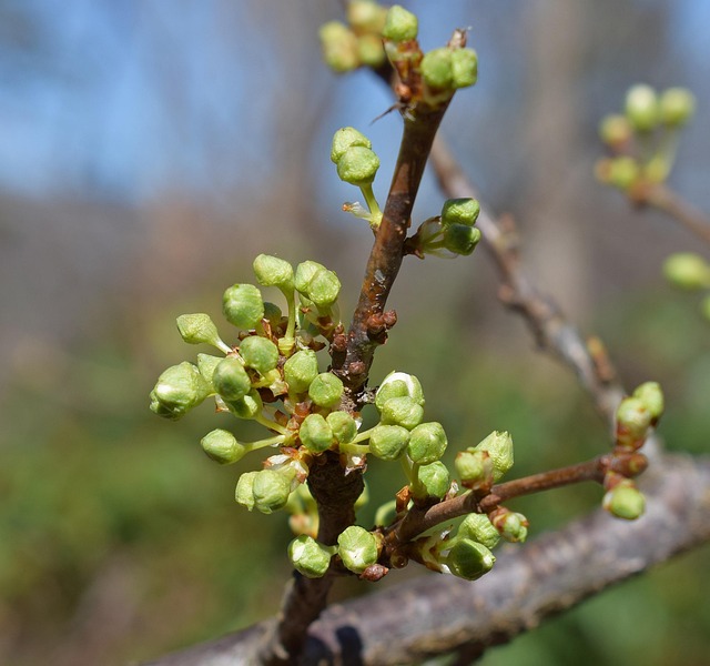 Cherry Blossom Buds Showing White - Free photo on Pixabay - Pixabay