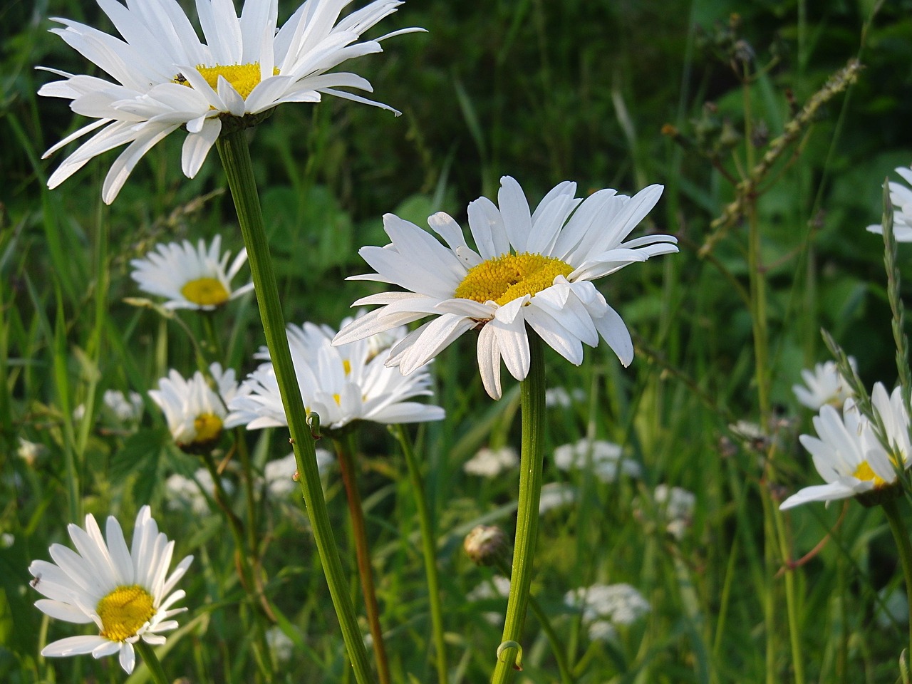 Margarita Prado Flor - Foto gratis en Pixabay - Pixabay