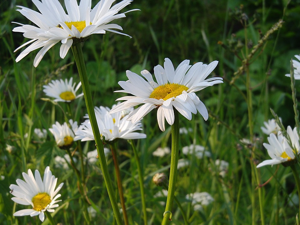 Margarite Wiese Blume - Kostenloses Foto auf Pixabay - Pixabay