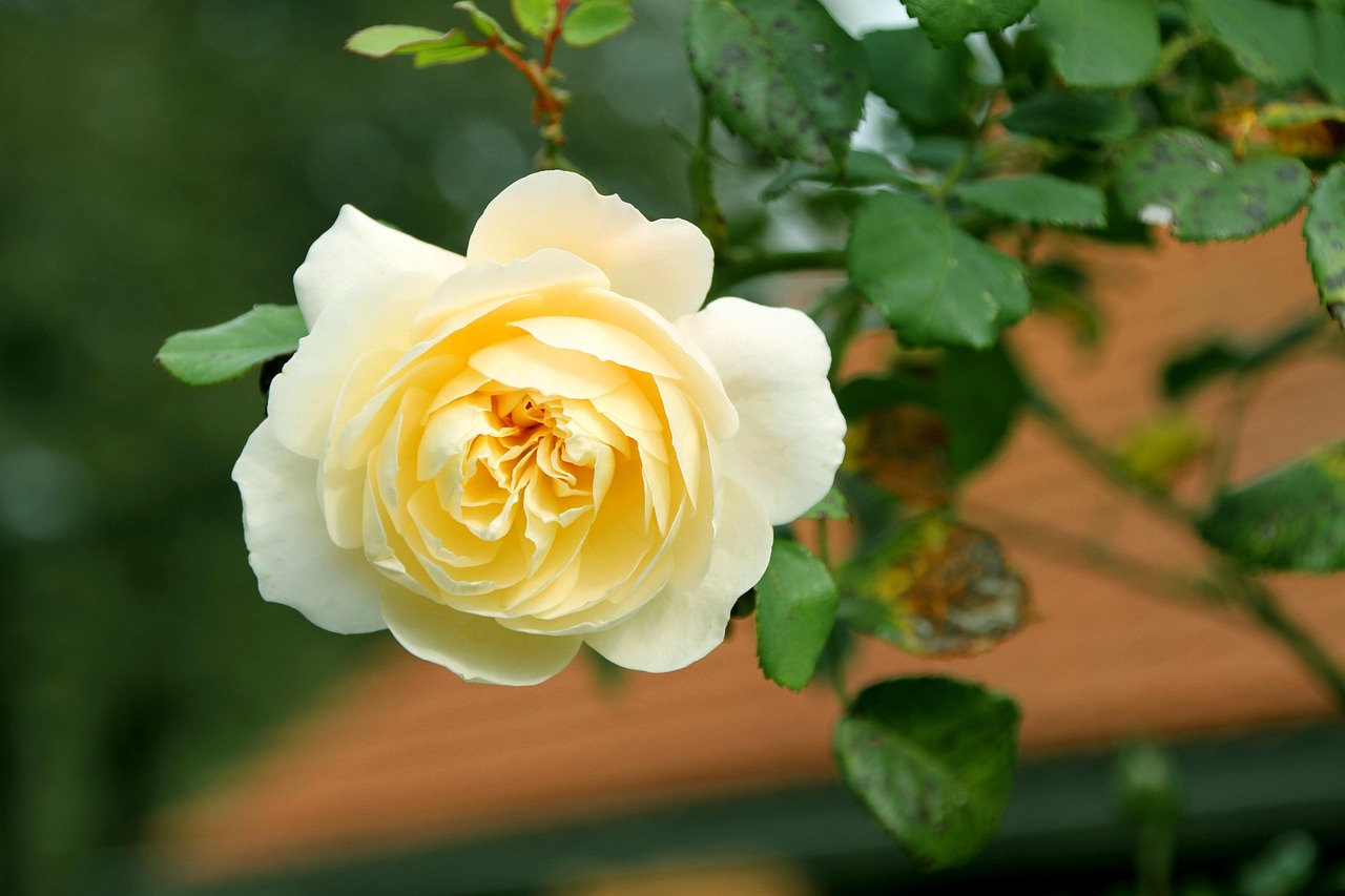 Mawar Kuning - Foto gratis di Pixabay - Pixabay