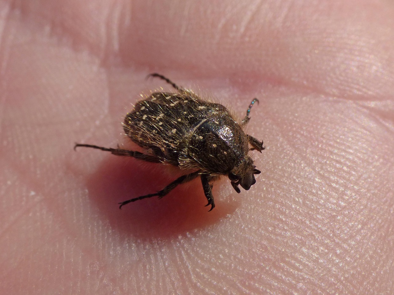 Oxythyrea Funesta Escarabajo - Foto gratis en Pixabay - Pixabay