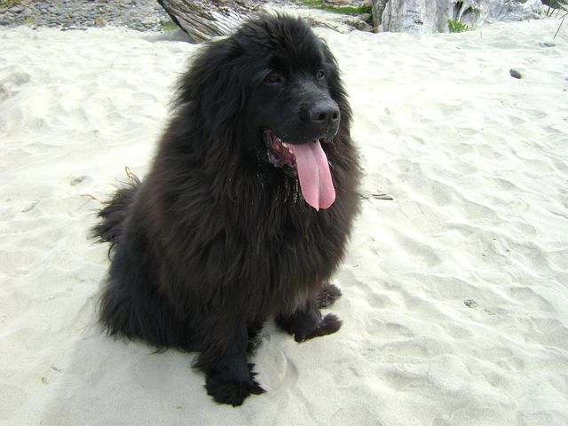 3+ Free Newfy & Newfoundland Images - Pixabay