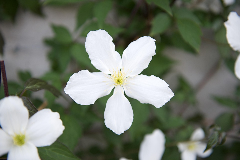 Bunga Putih Bunga-Bunga - Foto gratis di Pixabay - Pixabay