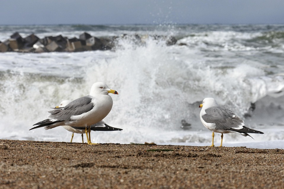 Animal Mar Playa - Foto gratis en Pixabay - Pixabay