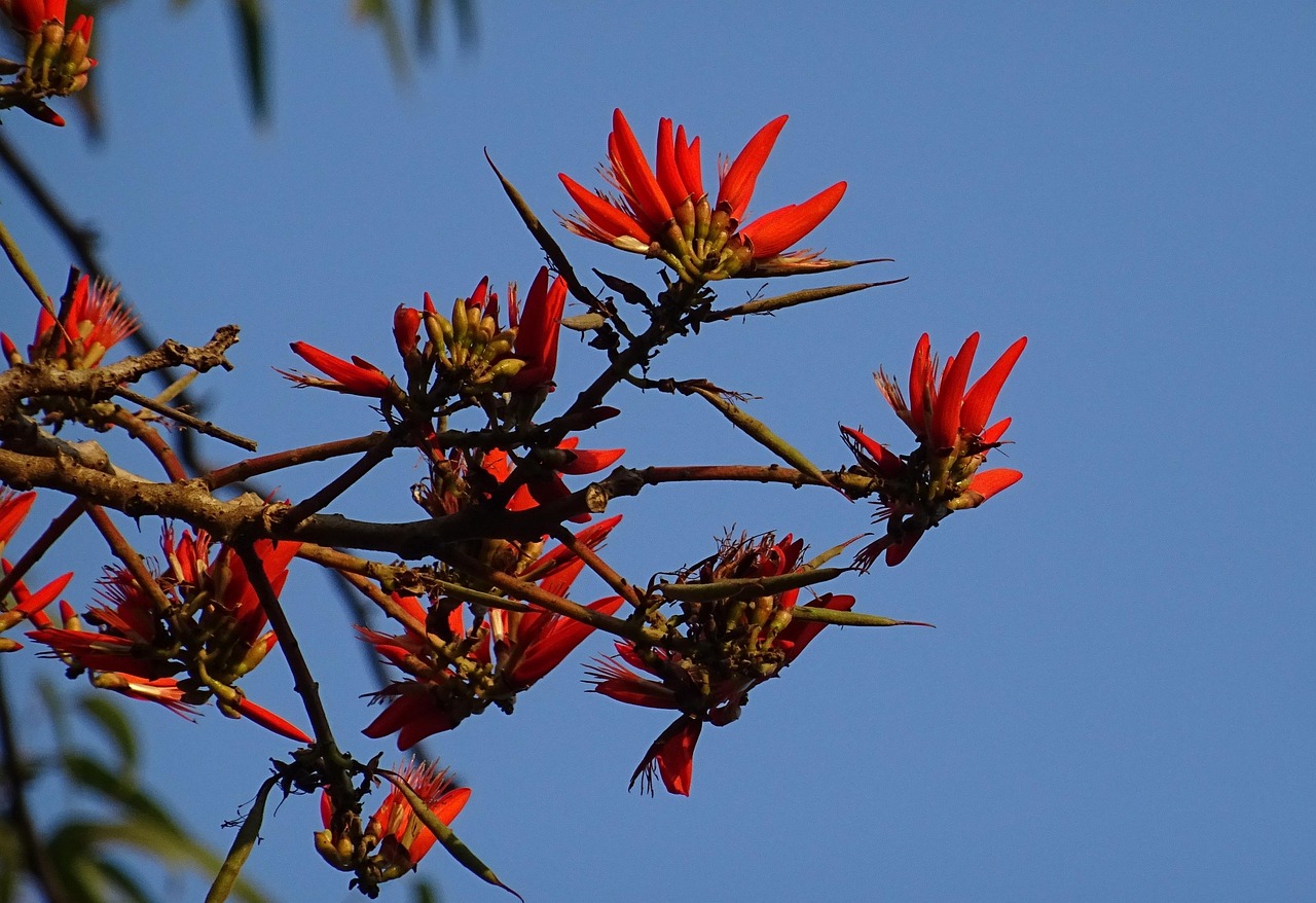 Flower Erythrina Indian Coral - Free photo on Pixabay - Pixabay