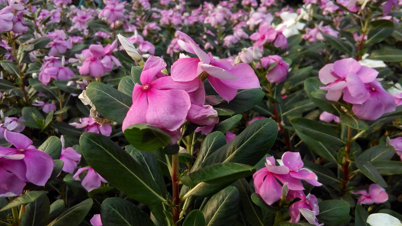 Flores Cor De Rosa Flor Jardim - Foto gratuita no Pixabay - Pixabay