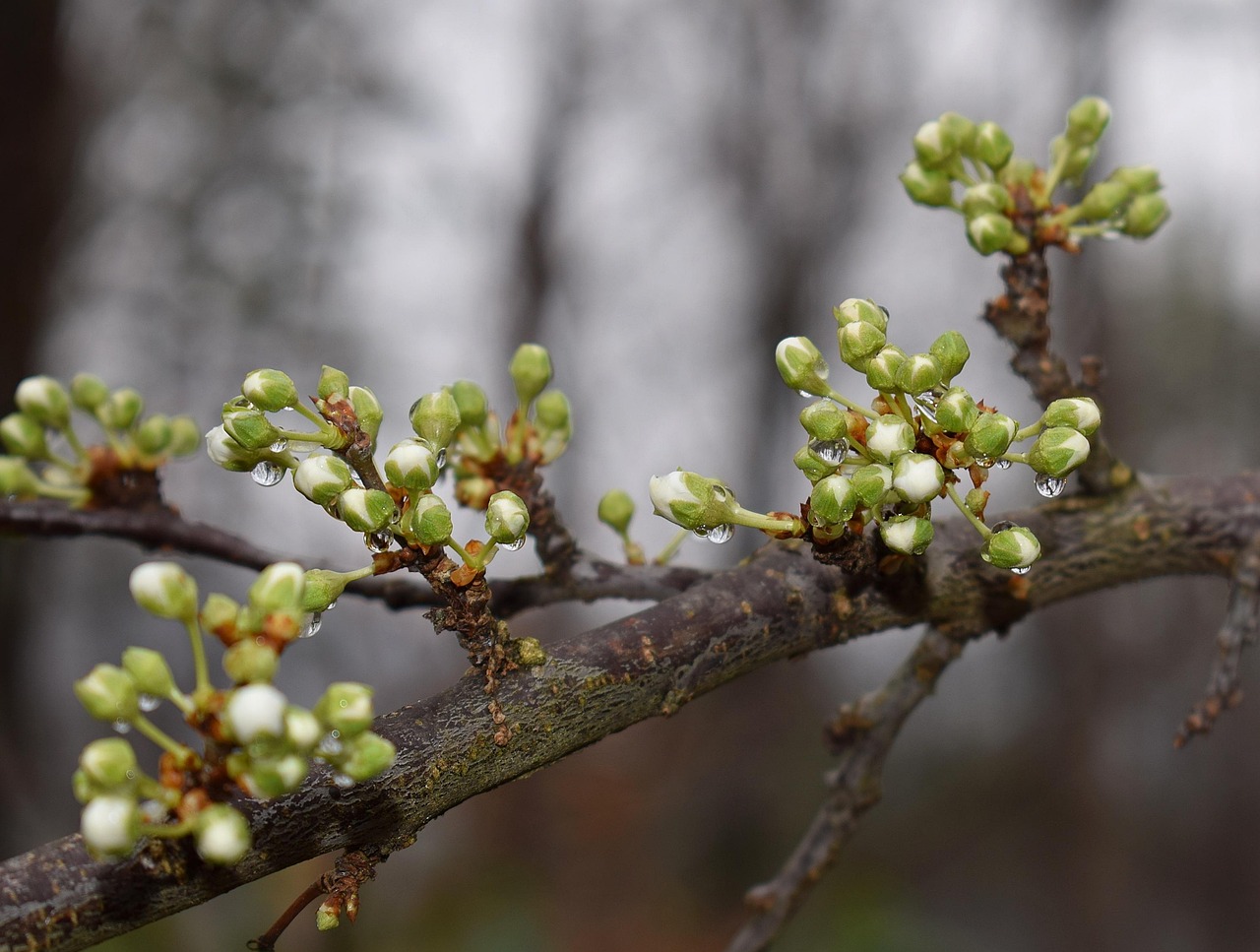 Rain-Wet Cherry Blossom Buds - Free photo on Pixabay