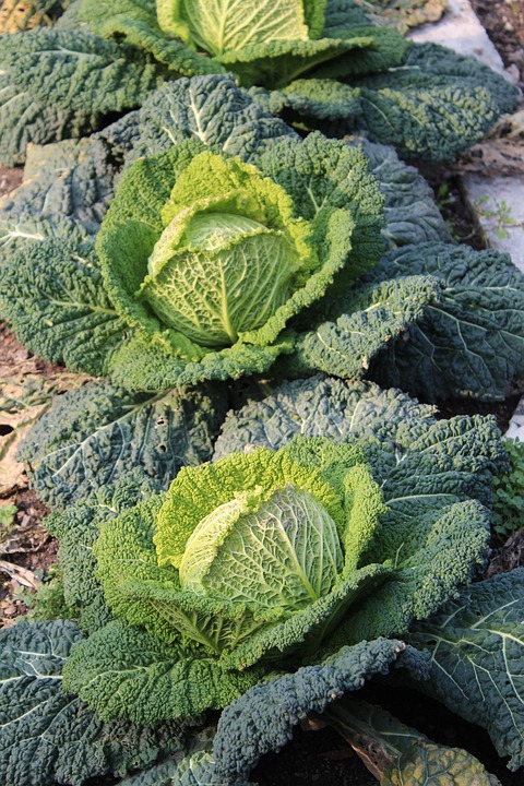 Kohl Gemüse Gemüsegarten - Kostenloses Foto auf Pixabay - Pixabay