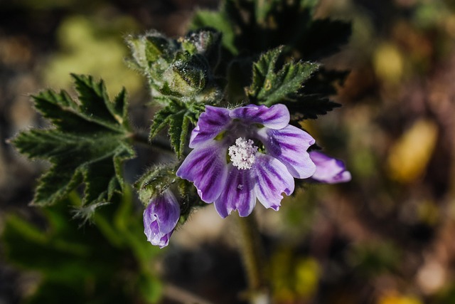 Malva Sylvestris Flor Silvestre - Foto gratis en Pixabay - Pixabay