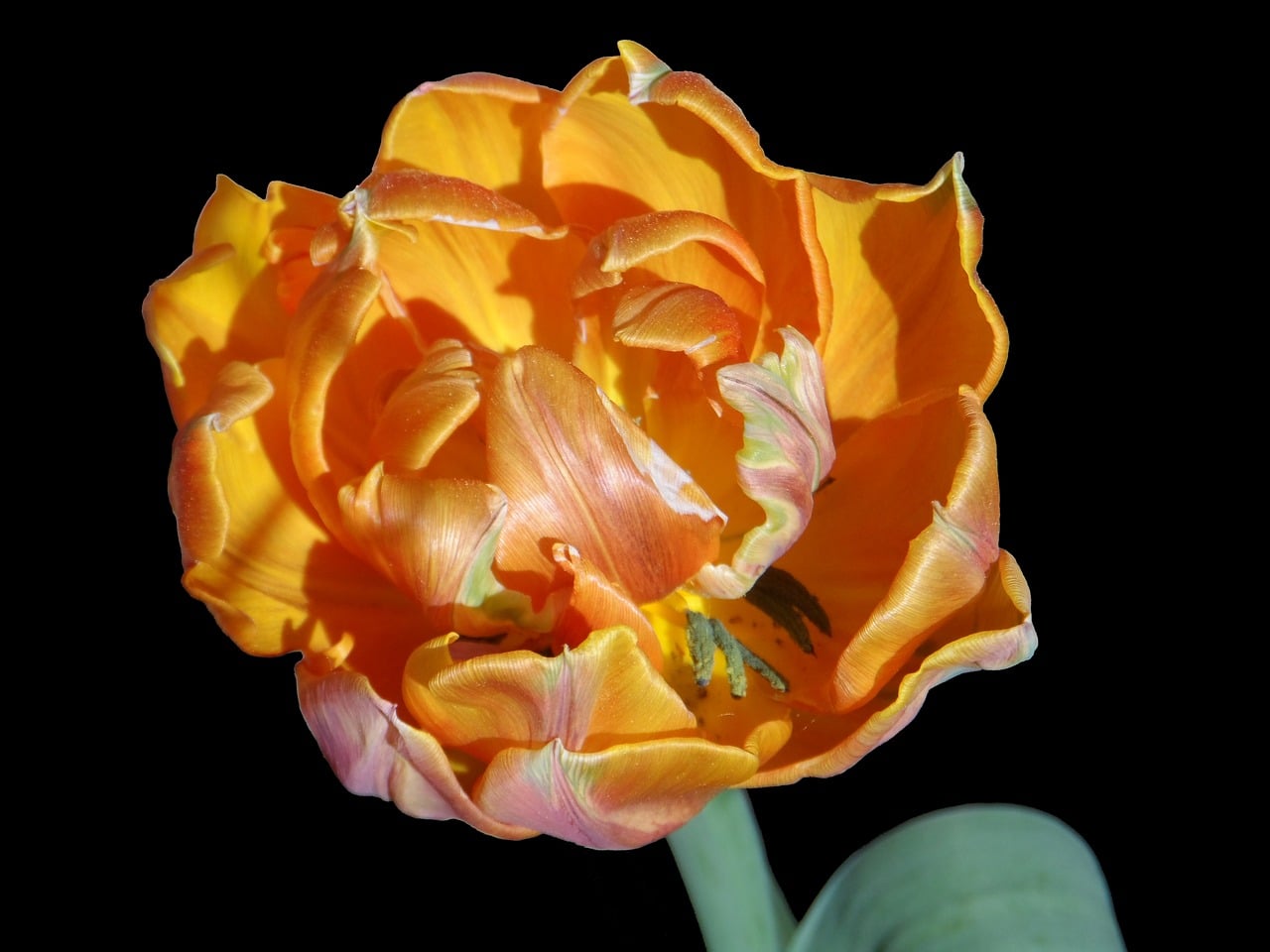 Perroquet Tulipe Orange Brillant - Image gratuite sur Pixabay - Pixabay