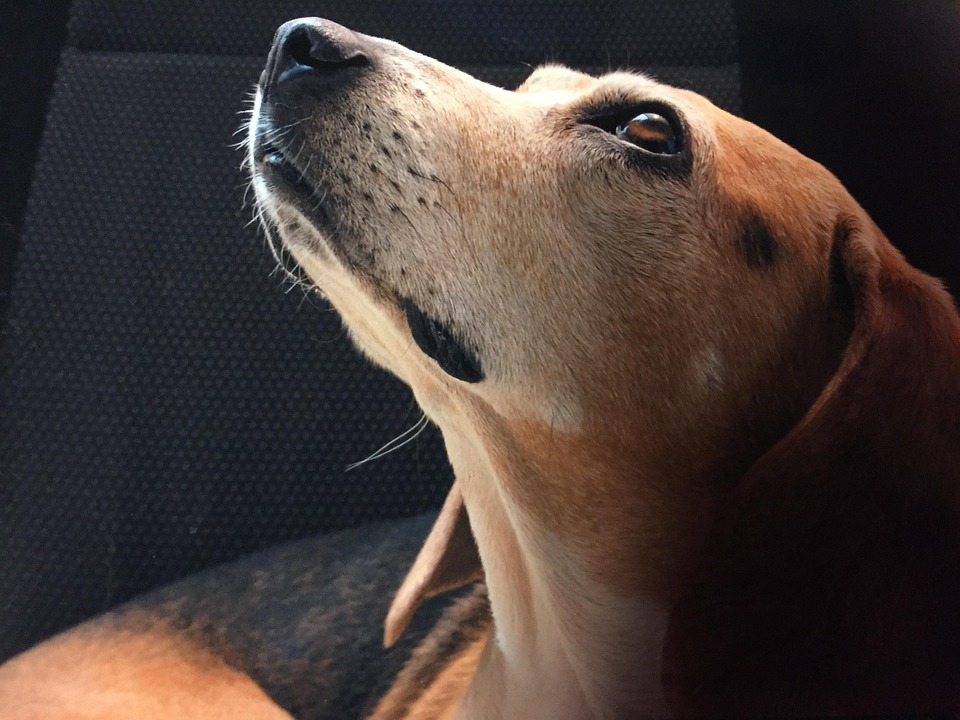 Pet Dog Beagle Kirili - Free photo on Pixabay