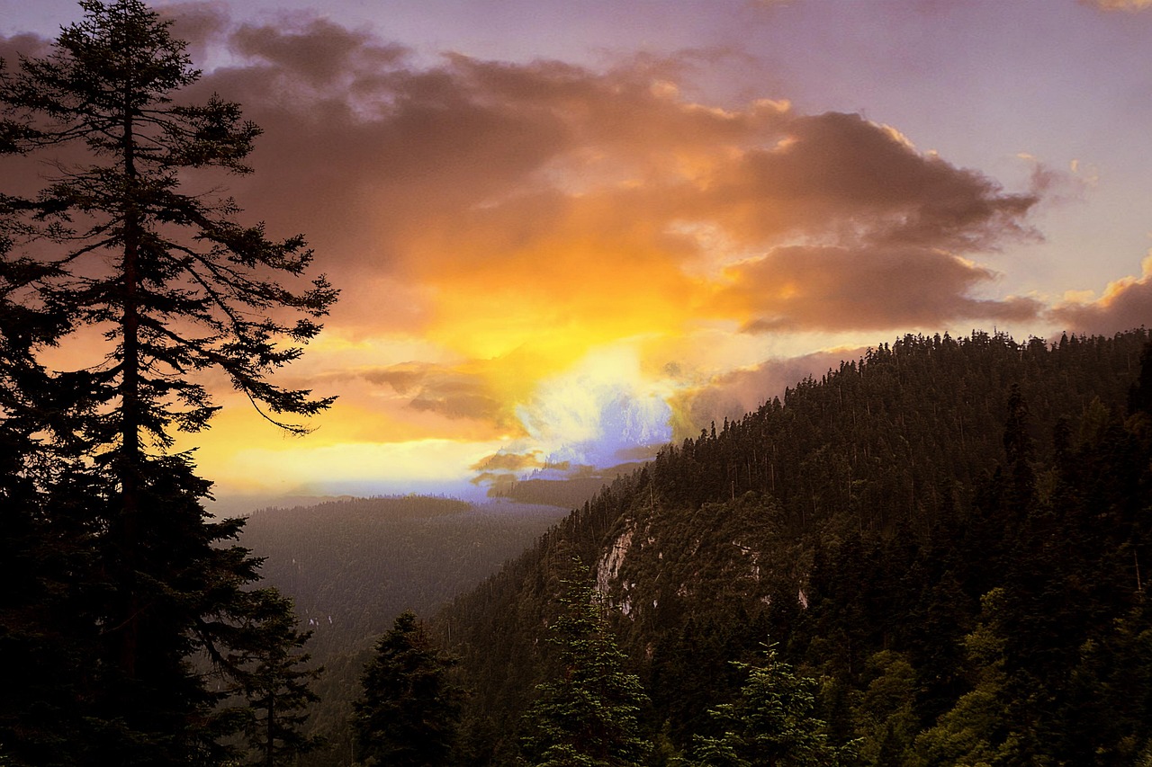 20,000+ Free Pine Tree Sunset & Nature Images - Pixabay