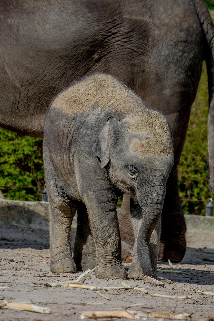 Baby Elephant Young - Free photo on Pixabay