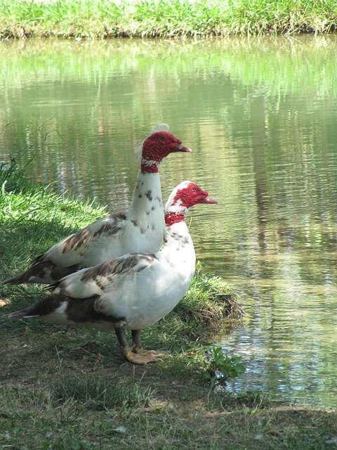 Animaux Lac Nature - Photo gratuite sur Pixabay - Pixabay
