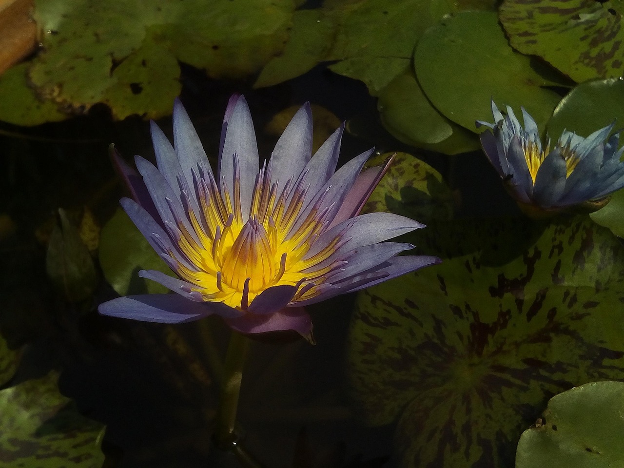 Lotus Feuille De La Nature - Photo gratuite sur Pixabay - Pixabay