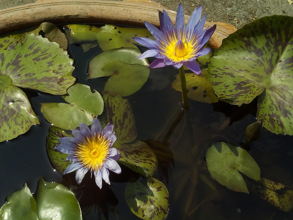 Lotus Feuille De La Nature - Photo gratuite sur Pixabay - Pixabay
