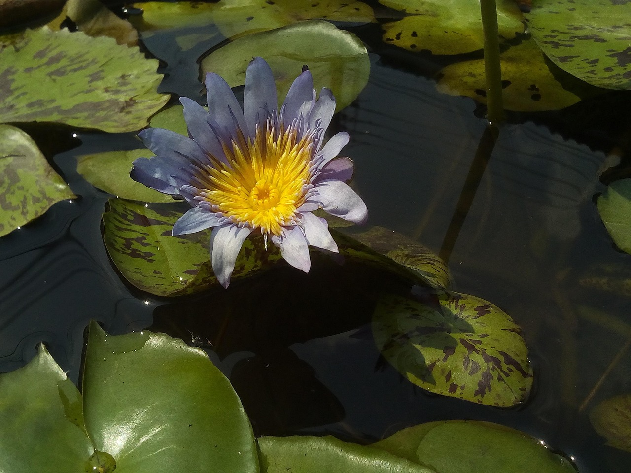 Lotus Feuille De La Nature - Photo gratuite sur Pixabay - Pixabay
