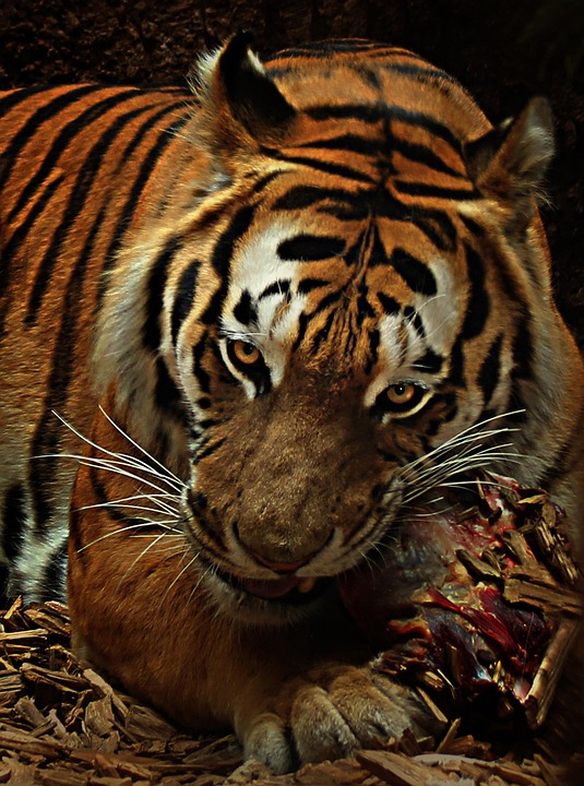 Tiger Feed Cat - Free photo on Pixabay - Pixabay