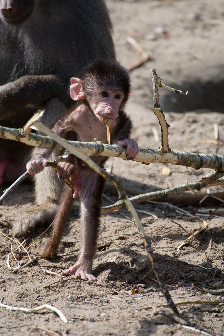 Cute Ape Äffchen - Free photo on Pixabay - Pixabay