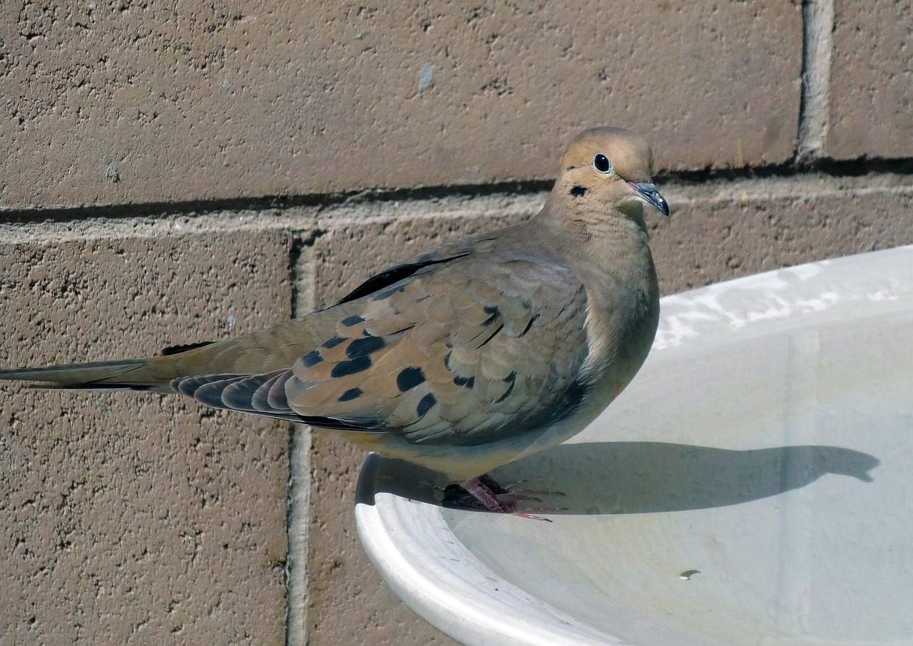 80+ Free Mourning Dove & Nature Images - Pixabay